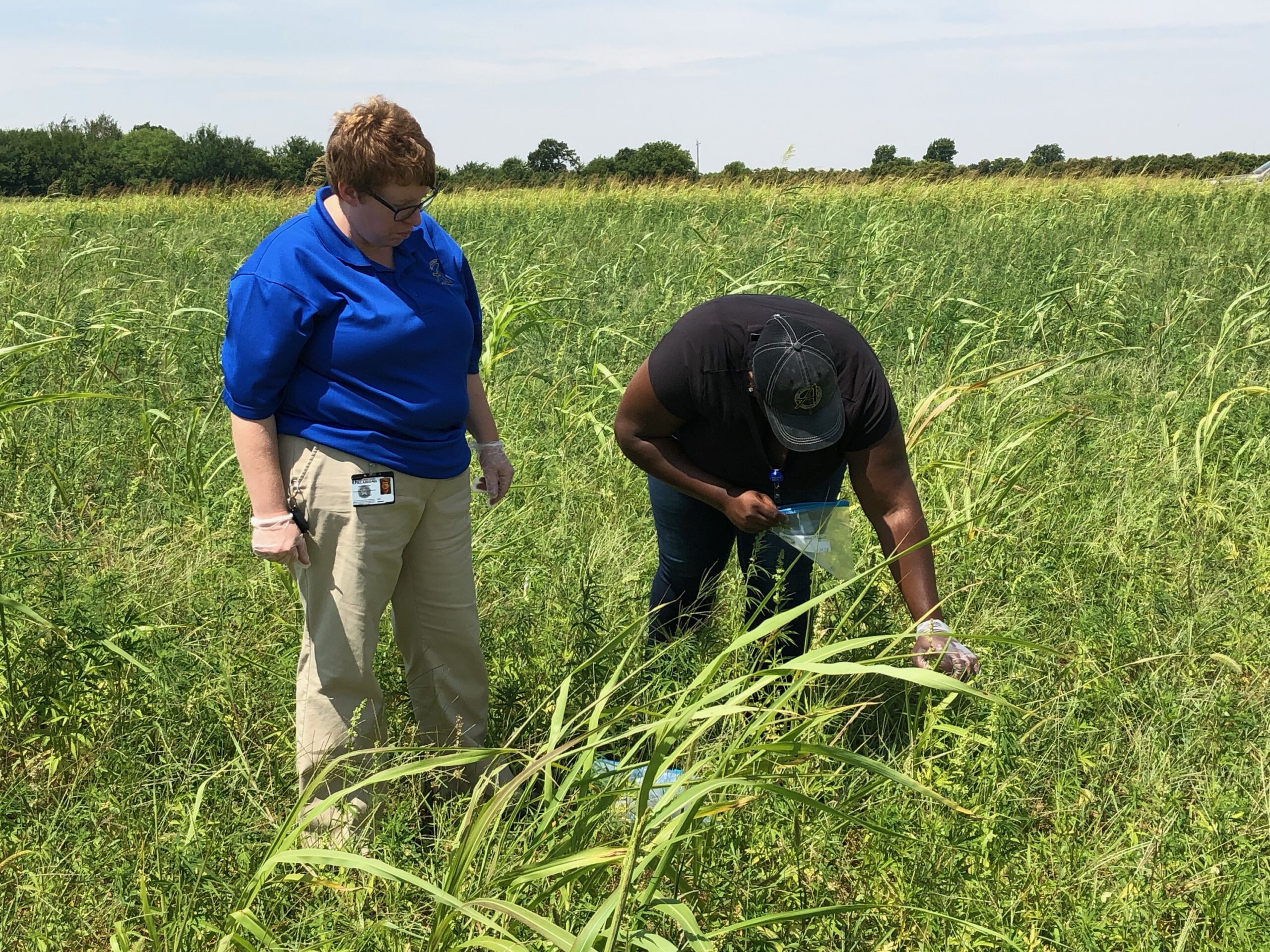 Native American Hemp
